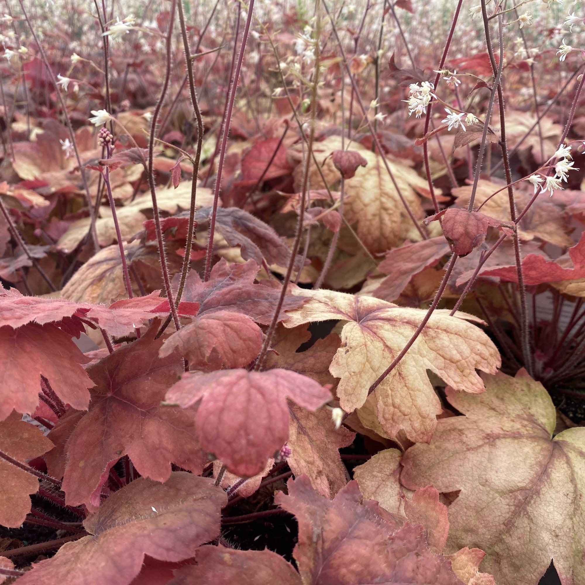 Heucherella 'Sweet Tea' - Kelways Plants Ltd