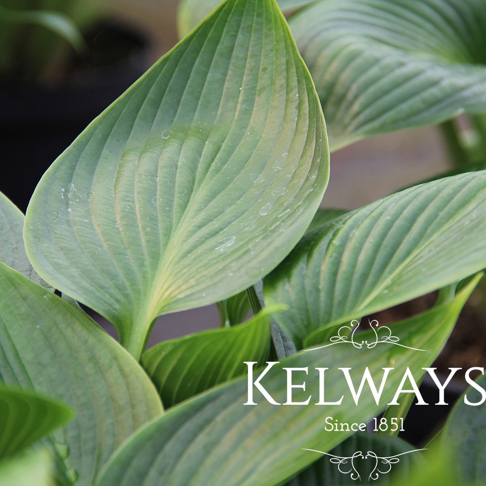 Hosta 'Devon Green' - Kelways Plants Ltd