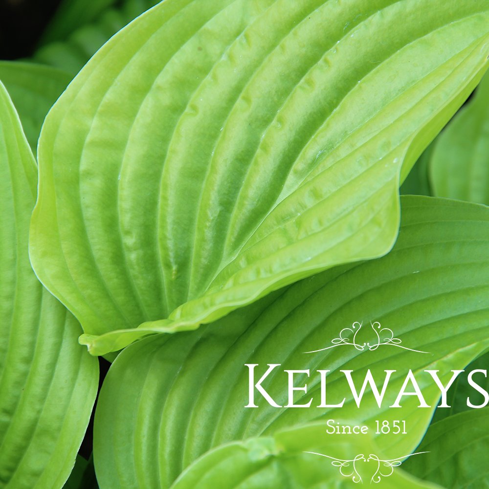Hosta 'Royal Standard' - Kelways Plants Ltd