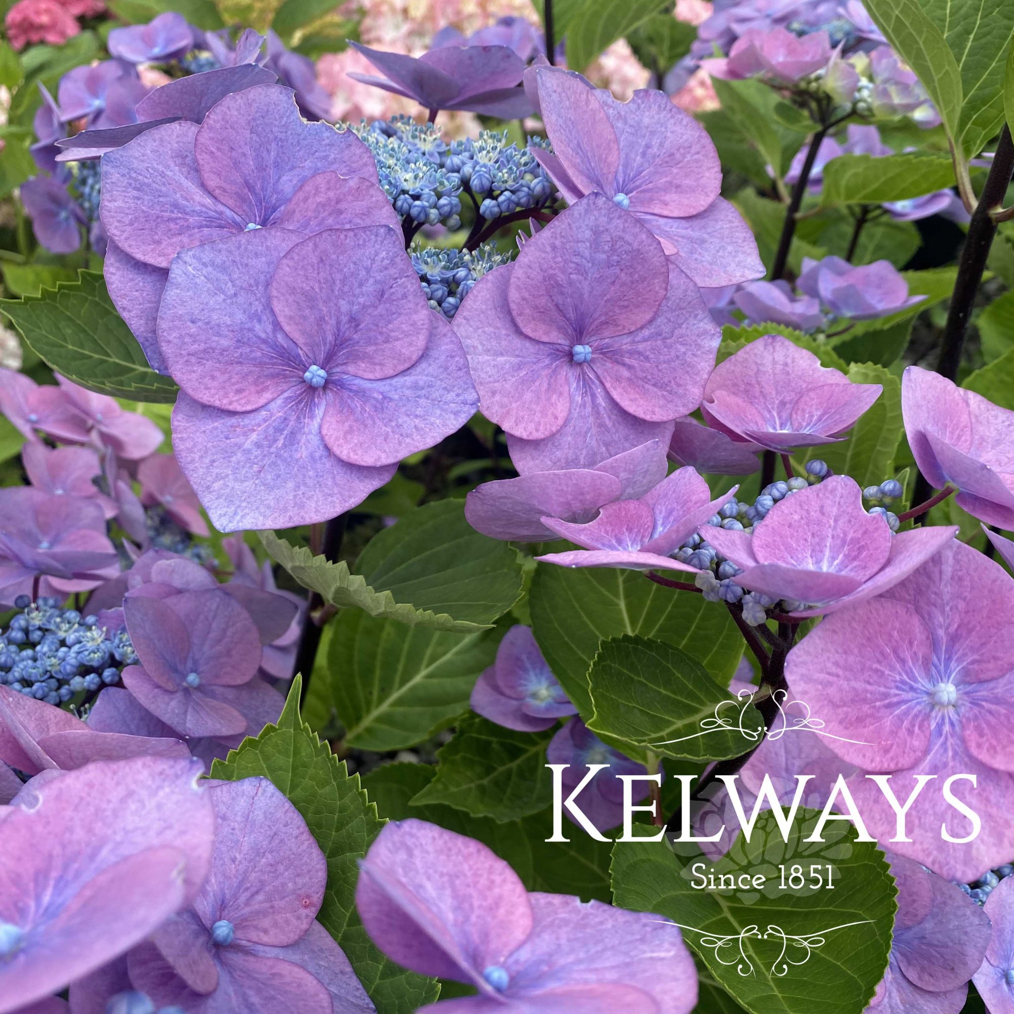 Hydrangea macrophylla 'Zorro' - Kelways Plants Ltd
