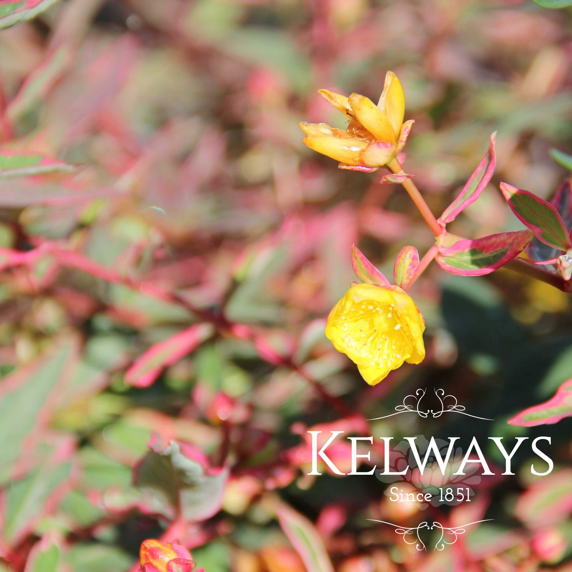 Hypericum Tricolor - Kelways Plants Ltd
