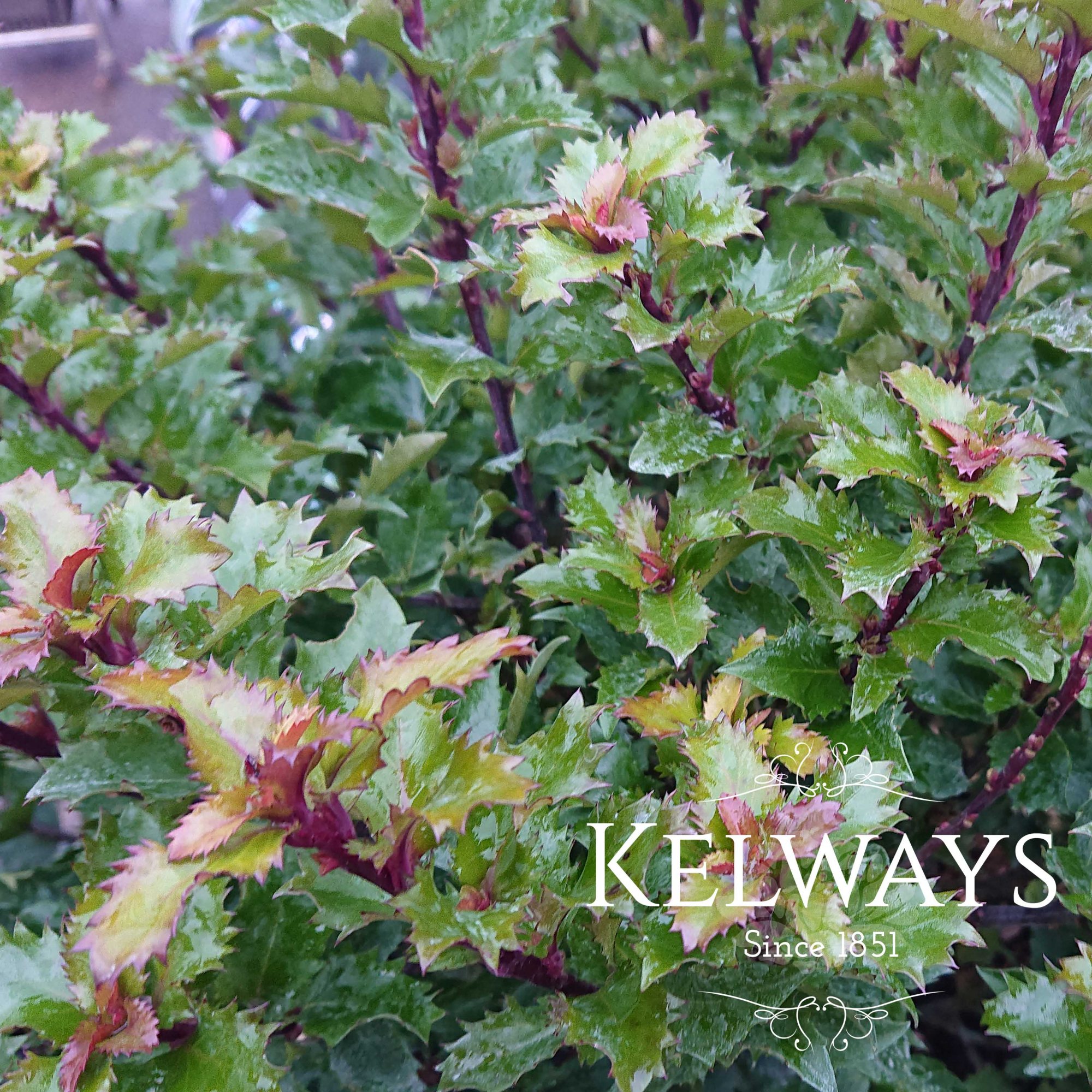 Ilex x meserveae LITTLE RASCAL ('Mondo') (m) - Kelways Plants Ltd