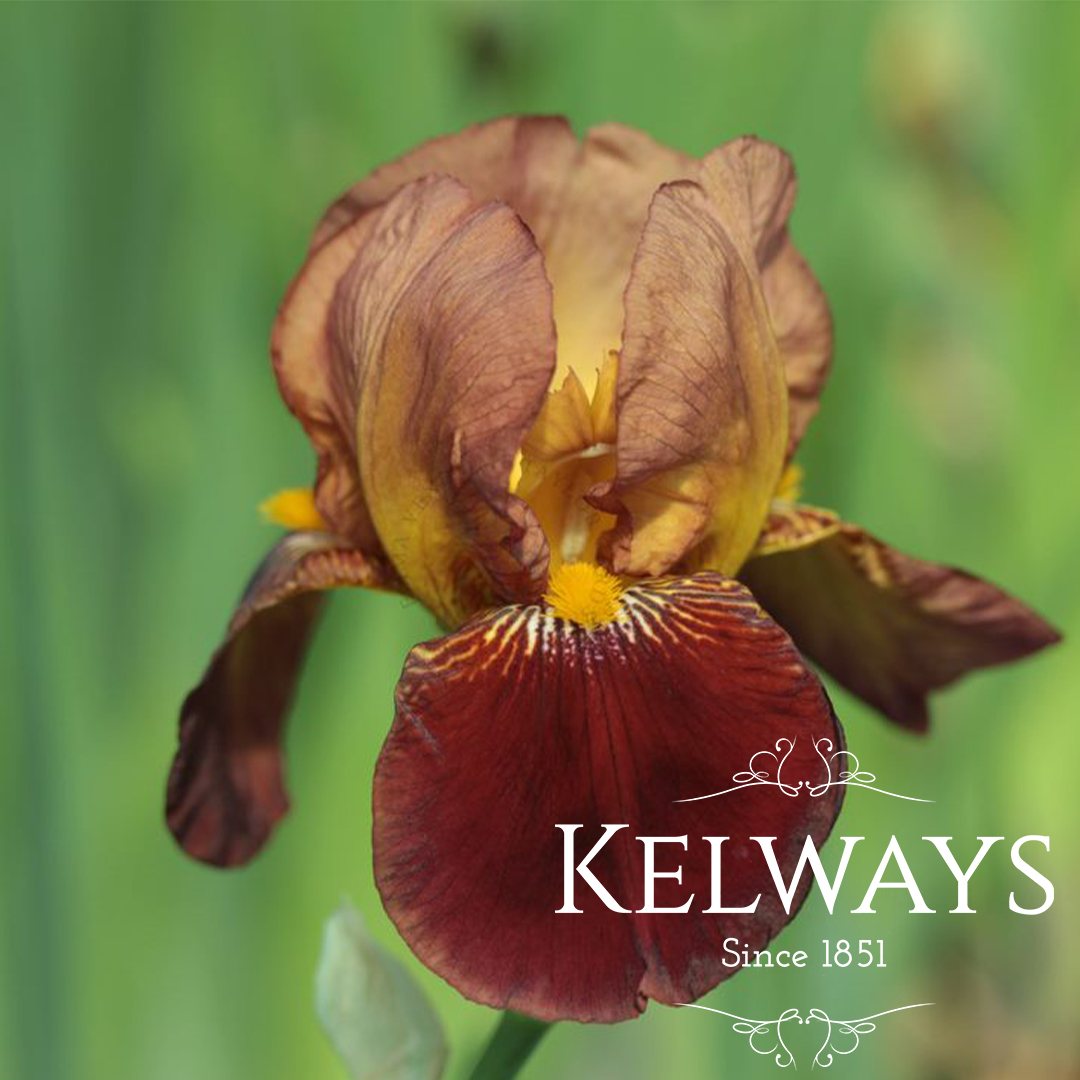Iris Action Front