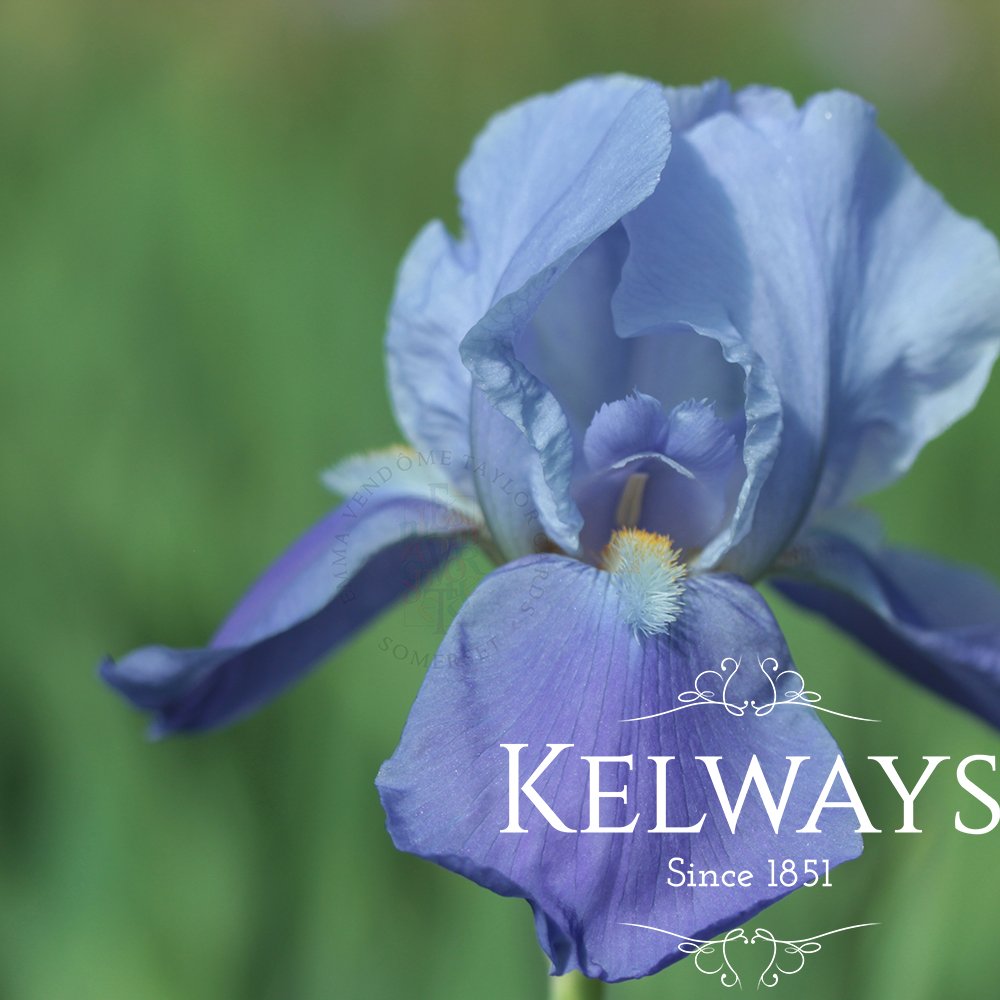 Iris 'Blue Rhythm' (TB) - Kelways Plants Ltd
