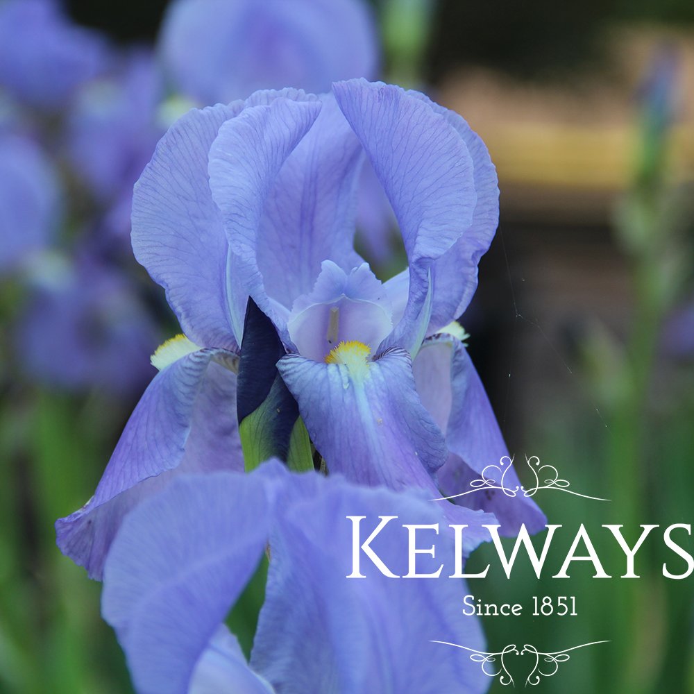 Iris pallida subsp. pallida - Kelways Plants Ltd