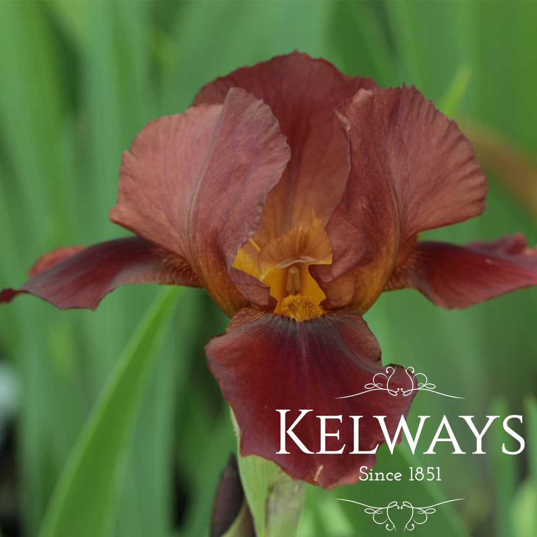Iris 'Quechee' (TB) - Kelways Plants Ltd