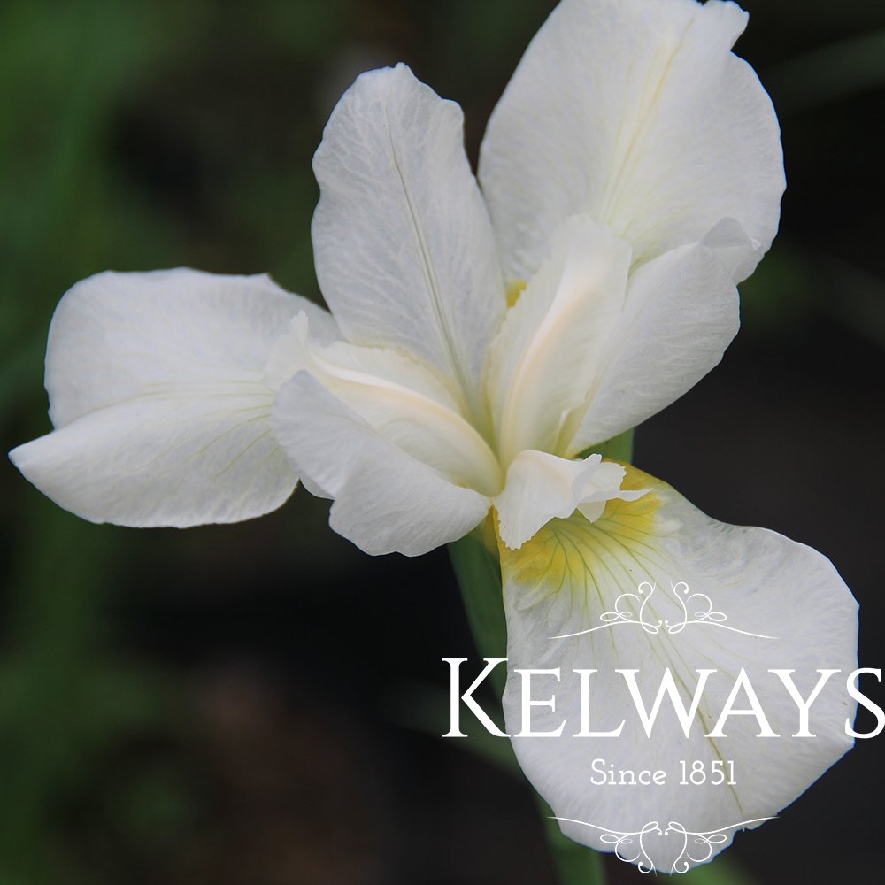 White Siberian Iris