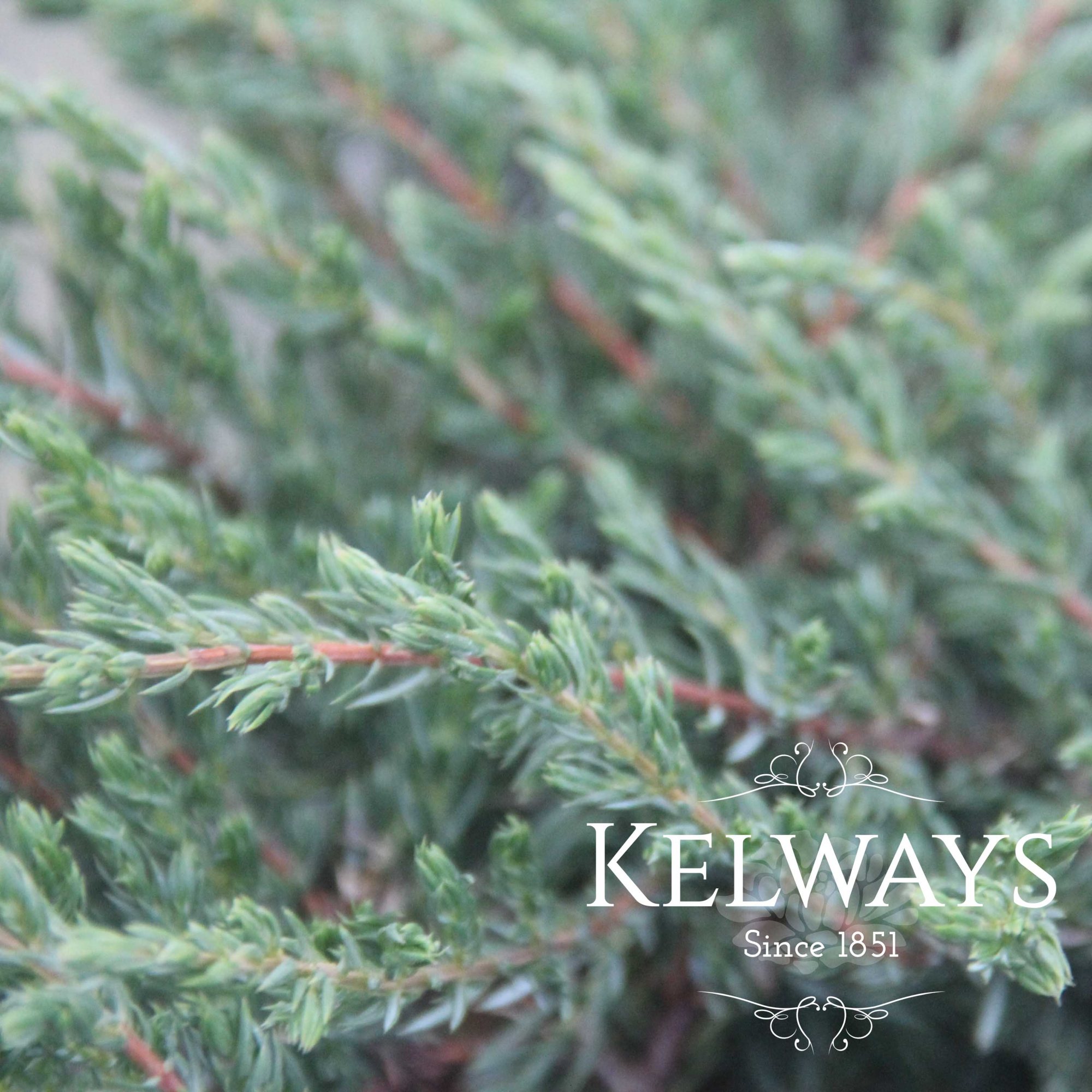 Juniperus communis 'Repanda' - Kelways Plants Ltd