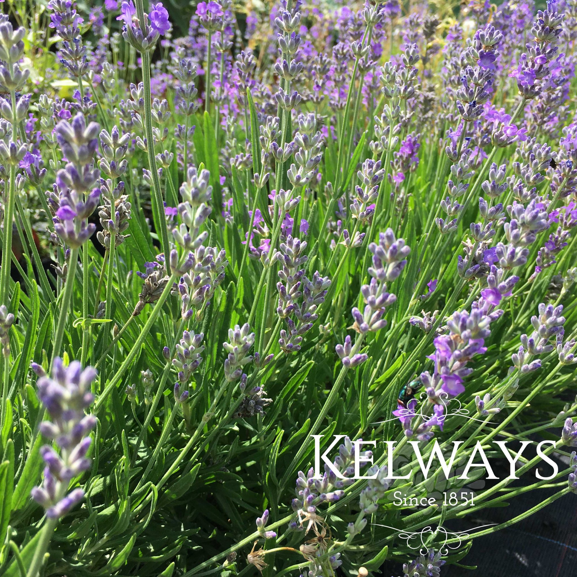 Lavandula Little Lady - Kelways Plants Ltd