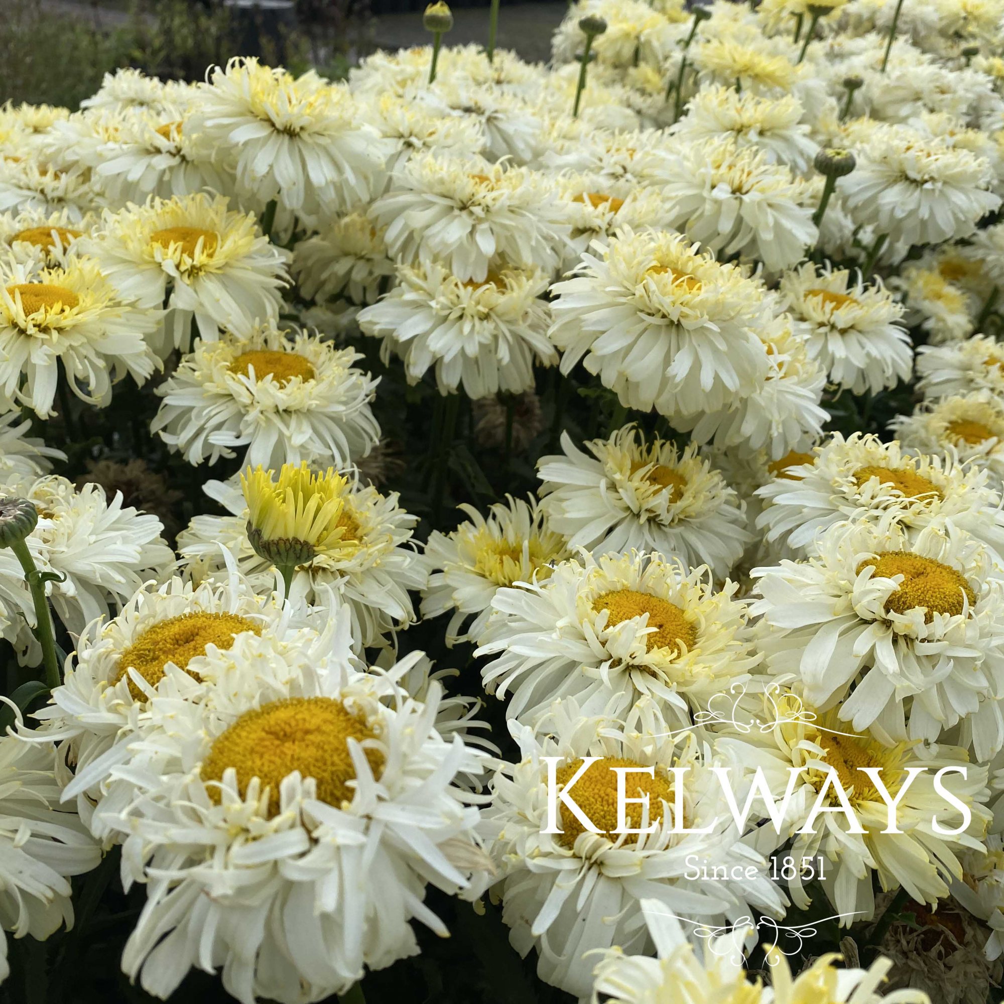Leucanthemum x supernum 'Real Charmer' PBR (Realflor Medium Series ...