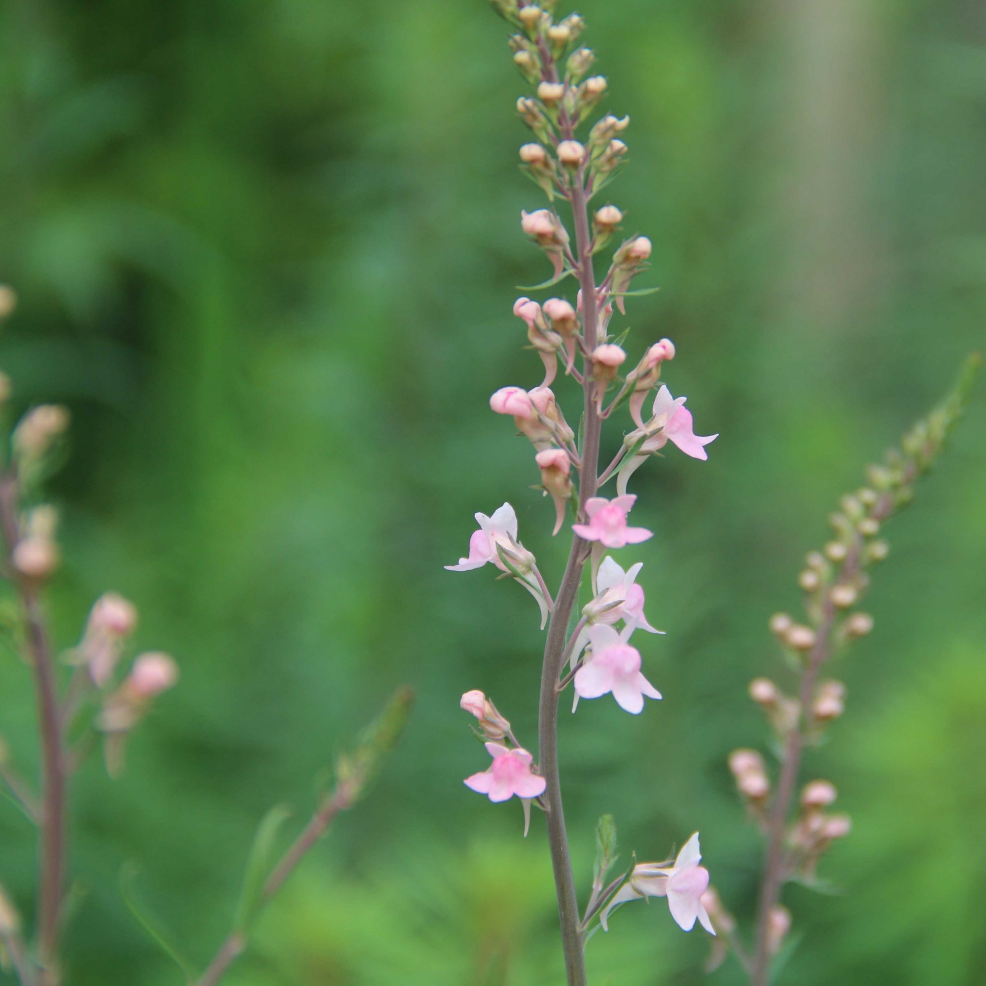 Linaria purpurea 'Canon Went' - Kelways Plants Ltd