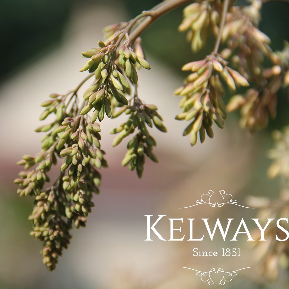Macleaya microcarpa 'Kelways Coral Plume' - Kelways Plants Ltd