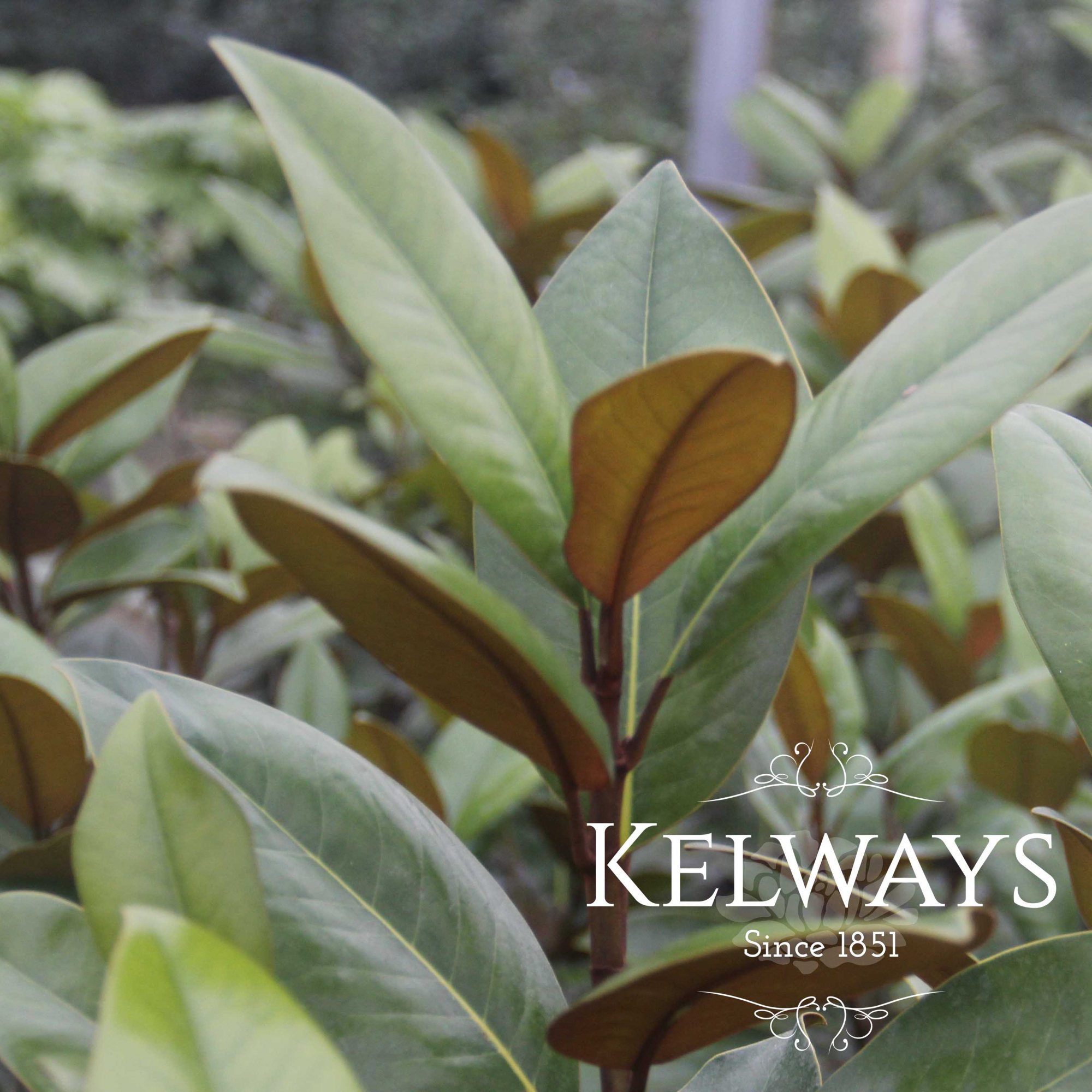 Magnolia grandiflora 'Exmouth' - Kelways Plants Ltd