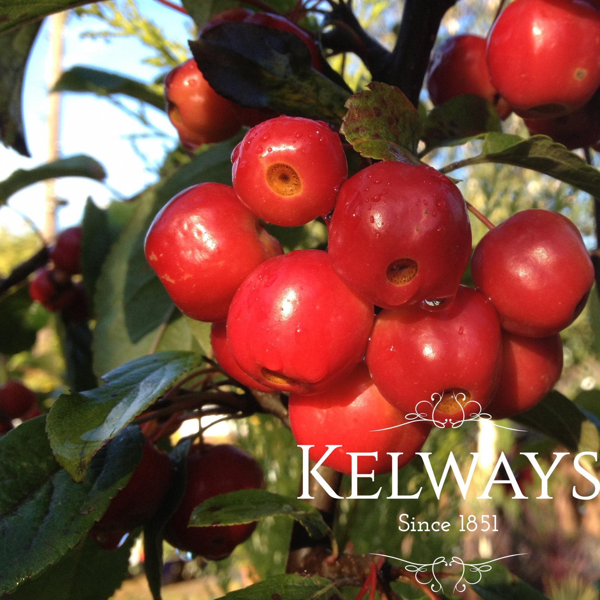 Malus x robusta 'Red Sentinel' - Kelways Plants Ltd