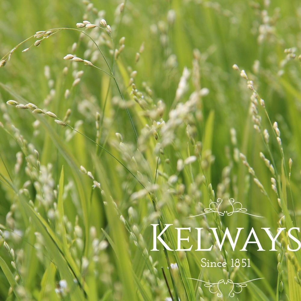 Melica altissima 'Alba' - Kelways Plants Ltd