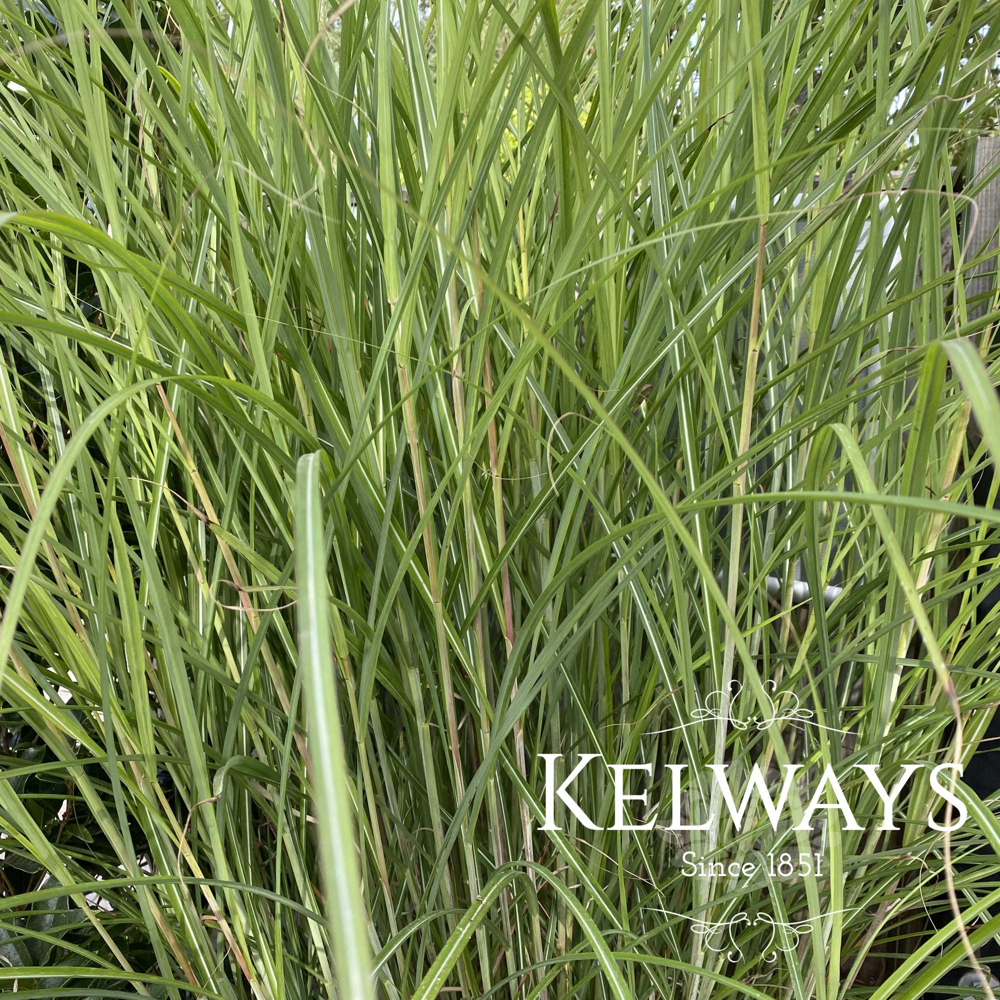 Miscanthus Morning Light Kelways Plants Ltd miscanthus-morning-light-kelways-plants-ltd