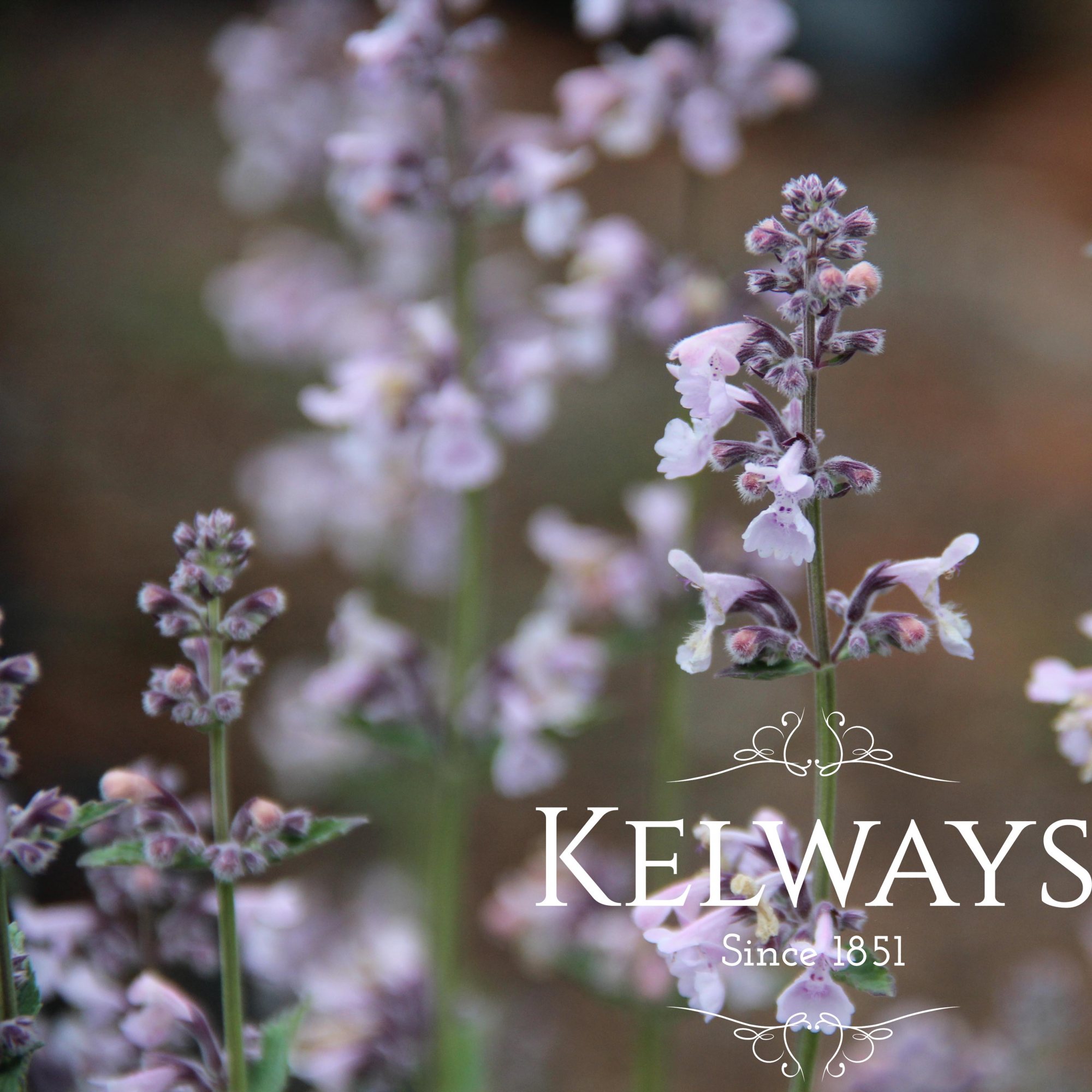 Nepeta racemosa 'Amelia' - Kelways Plants Ltd