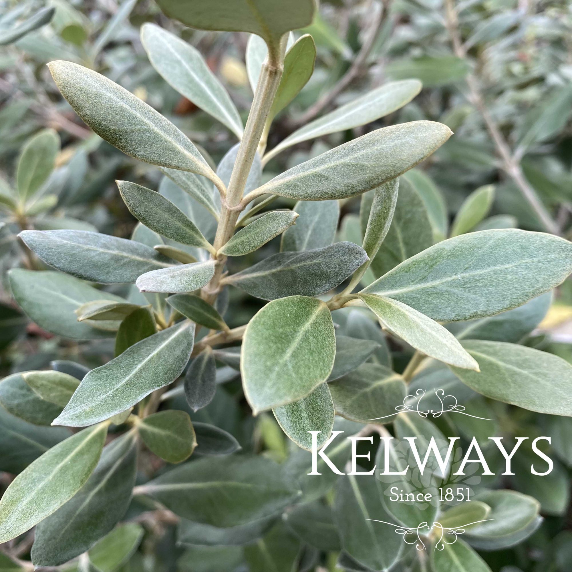 Olearia traversii - Kelways Plants Ltd