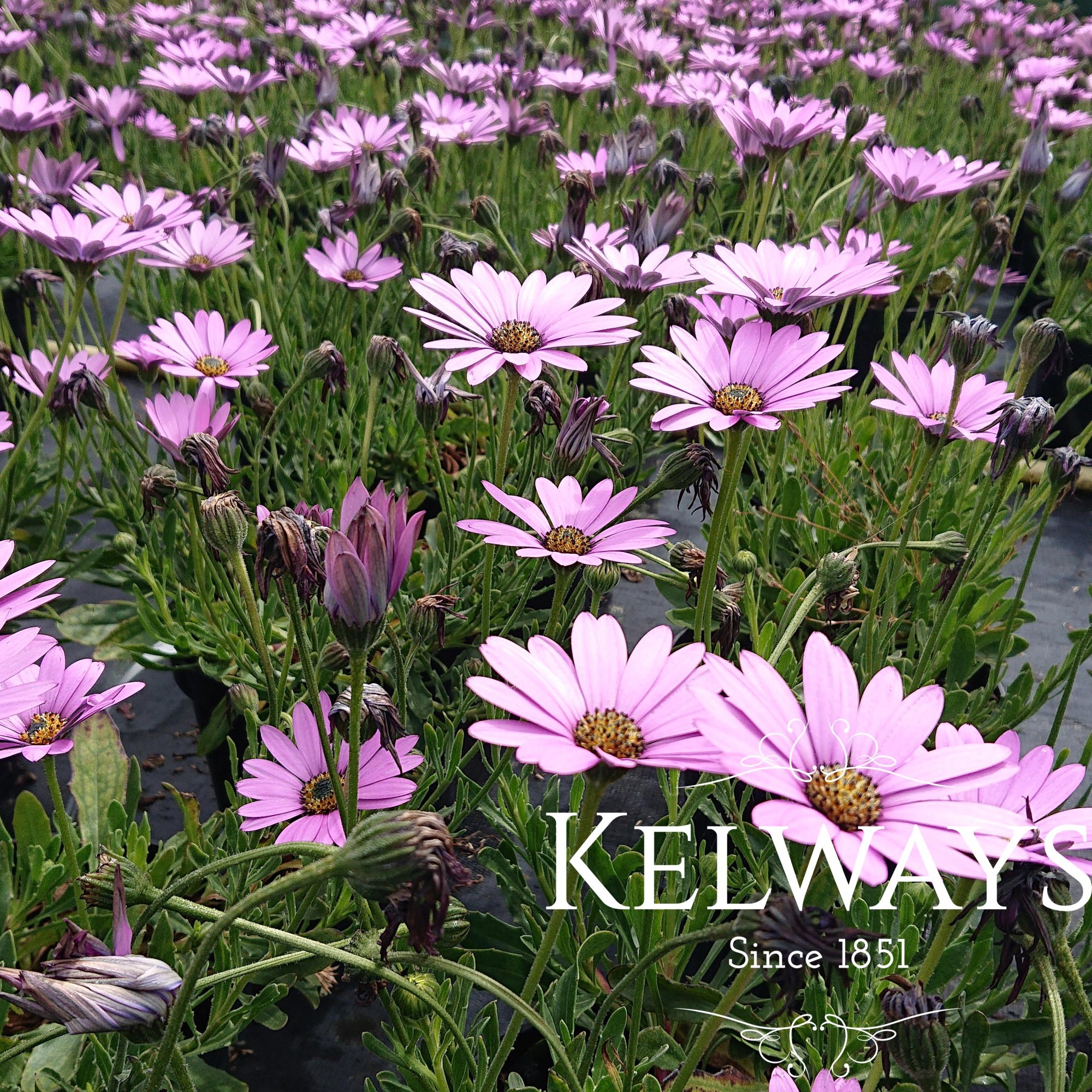 Dimorphotheca jucunda var. compacta - Kelways Plants Ltd