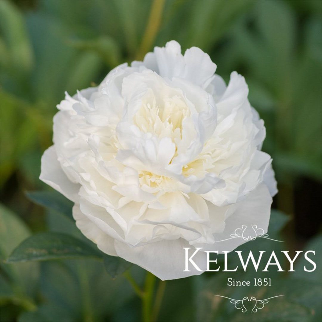 Paeonia 'Duchesse de Nemours' - Kelways Plants Ltd