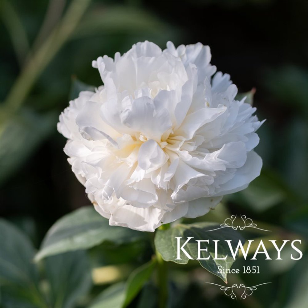 Paeonia 'Duchesse de Nemours' - Kelways Plants Ltd