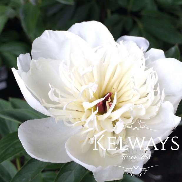 Paeonia 'Immaculee' - Kelways Plants Ltd