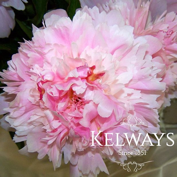 Paeonia 'Alertie' - Kelways Plants Ltd