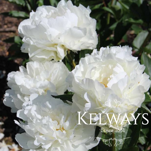 Paeonia 'Elsa Sass' - Kelways Plants Ltd
