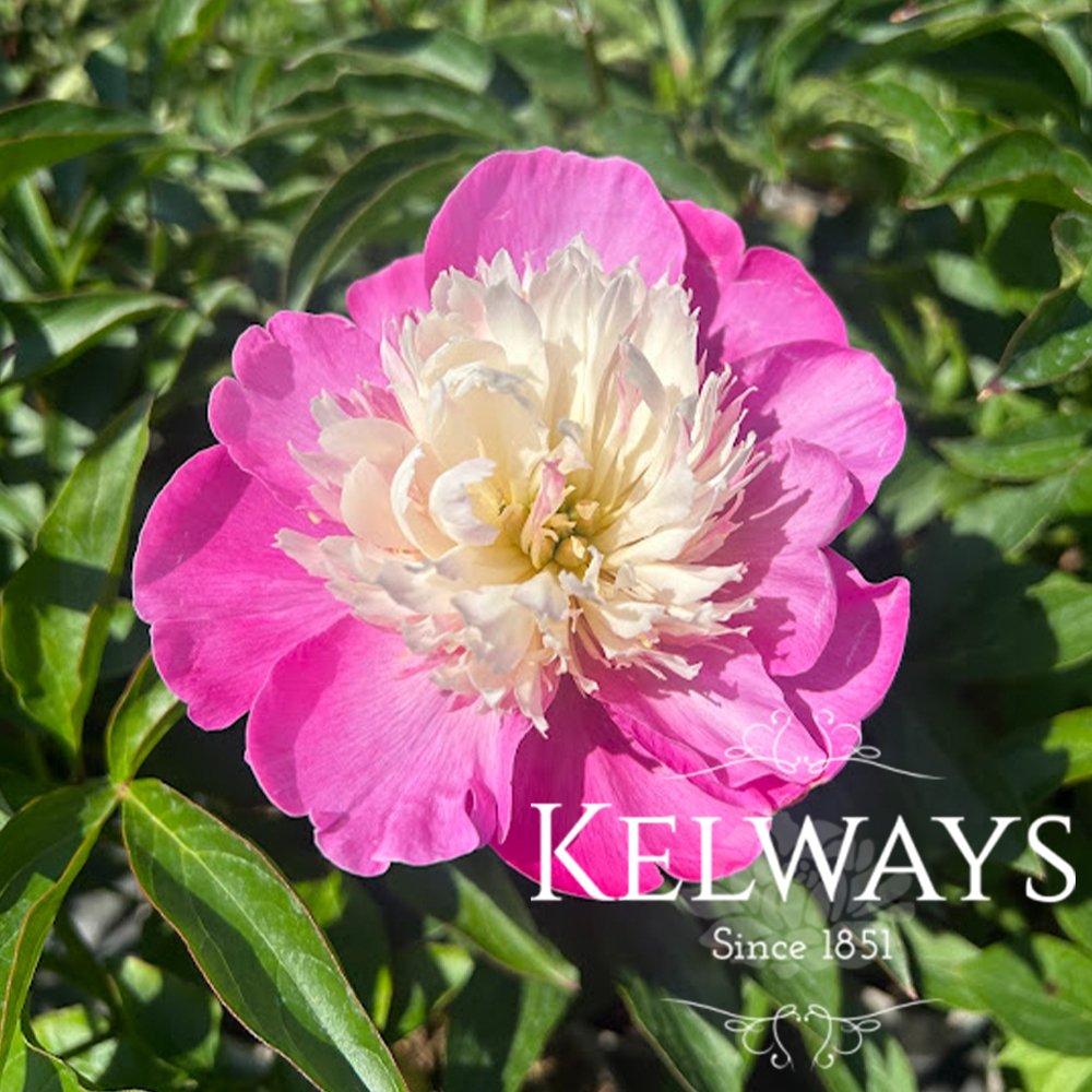 Paeonia 'Gay Paree' - Kelways Plants Ltd