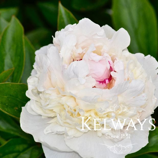 Paeonia 'Madame de Verneville' - Kelways Plants Ltd