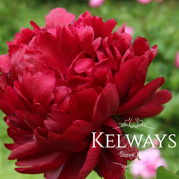 Paeonia 'Peter Brand' - Kelways Plants Ltd