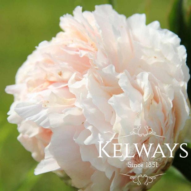 Paeonia 'Solange' - Kelways Plants Ltd