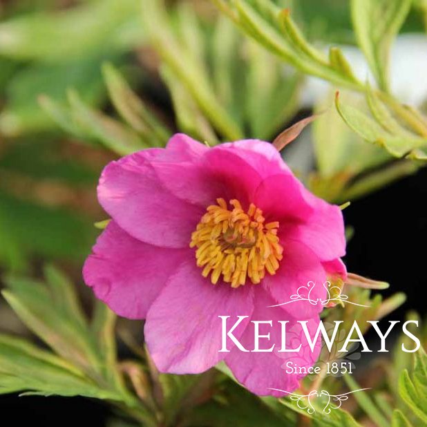 Paeonia 'veitchii' - Kelways Plants Ltd