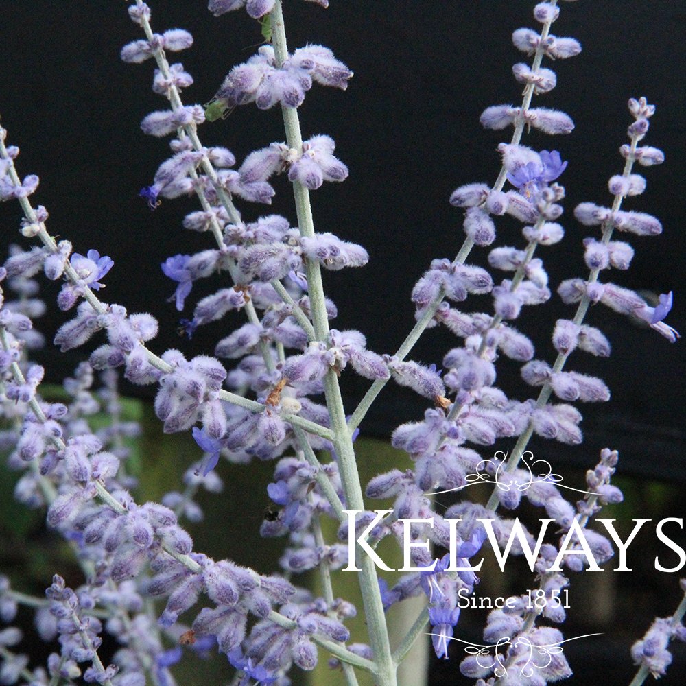 Perovskia 'Lacey Blue' - Kelways Plants Ltd