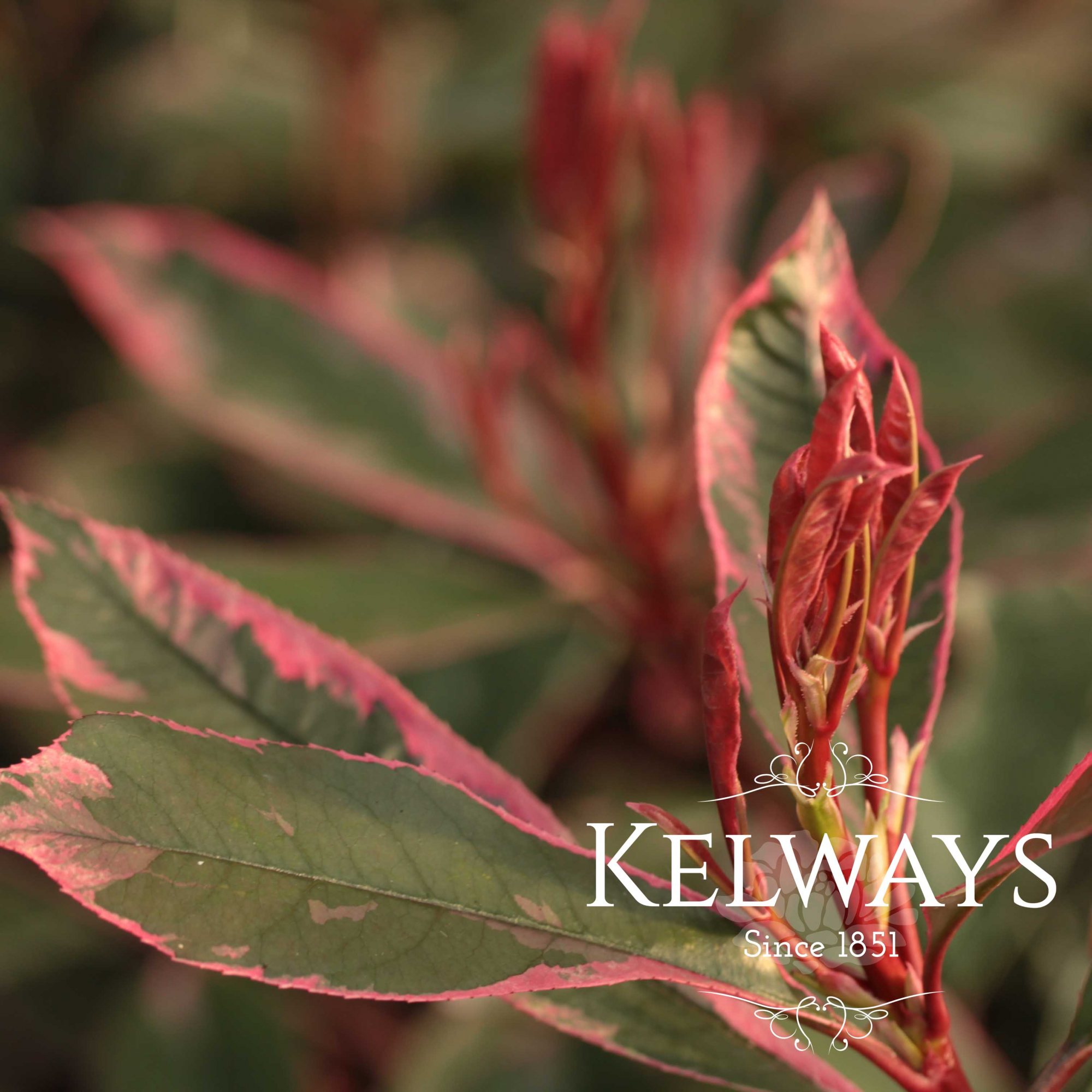Photinia x fraseri PINK MARBLE ('Cassini') (v) - Kelways Plants Ltd