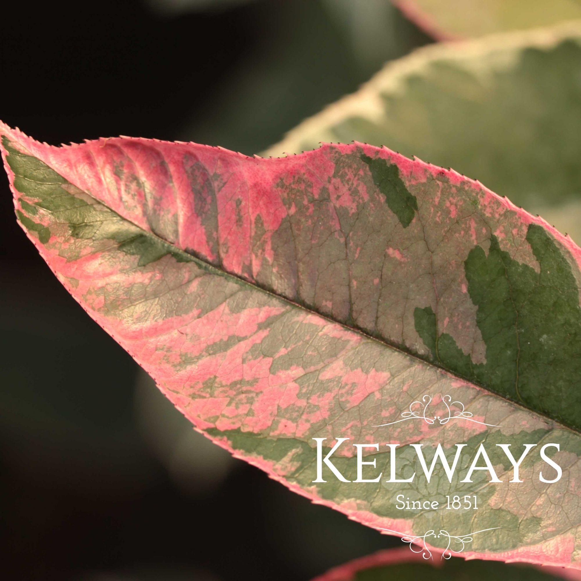 Photinia x fraseri PINK MARBLE ('Cassini') (v) - Kelways Plants Ltd