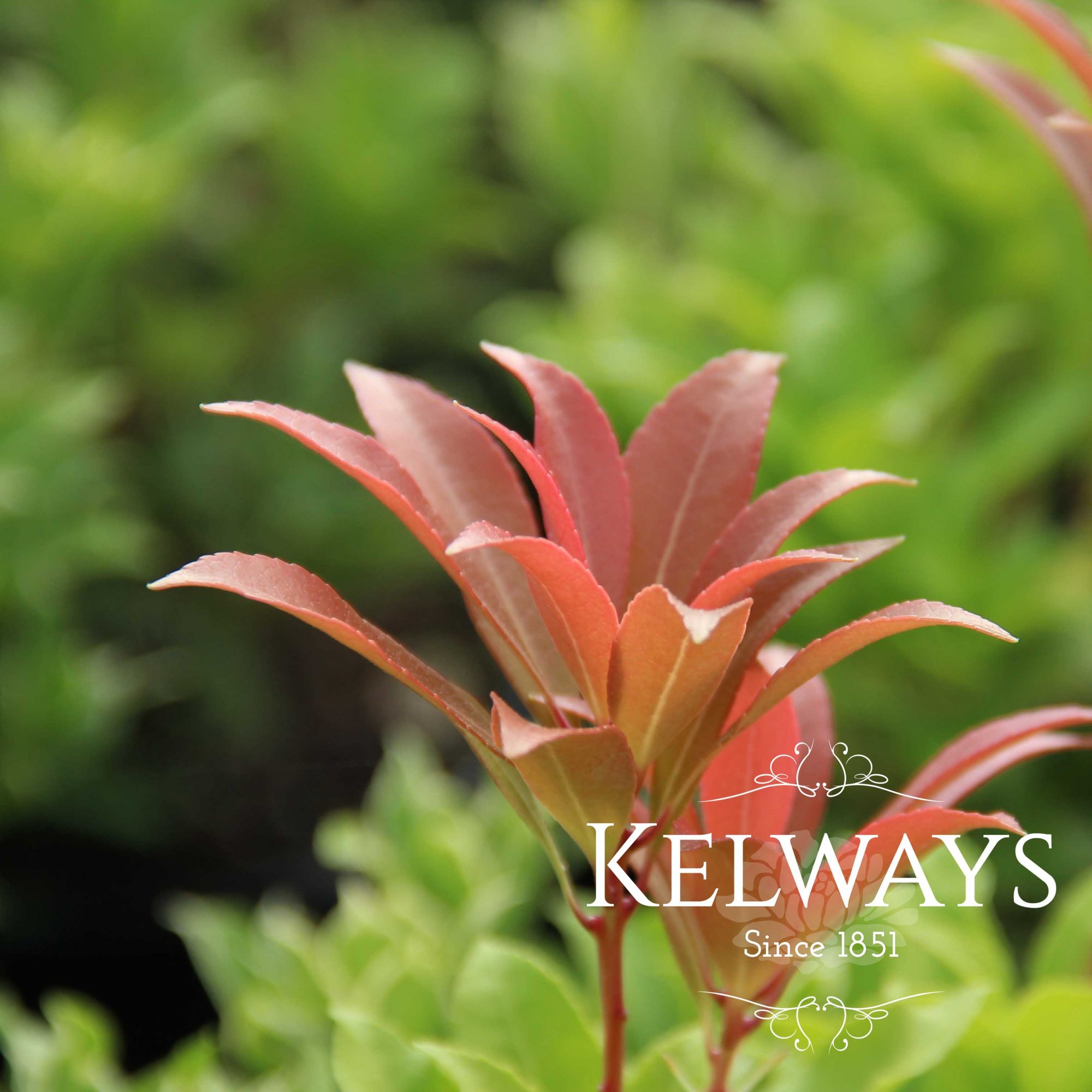 Pieris japonica 'Carnaval' - Kelways Plants Ltd