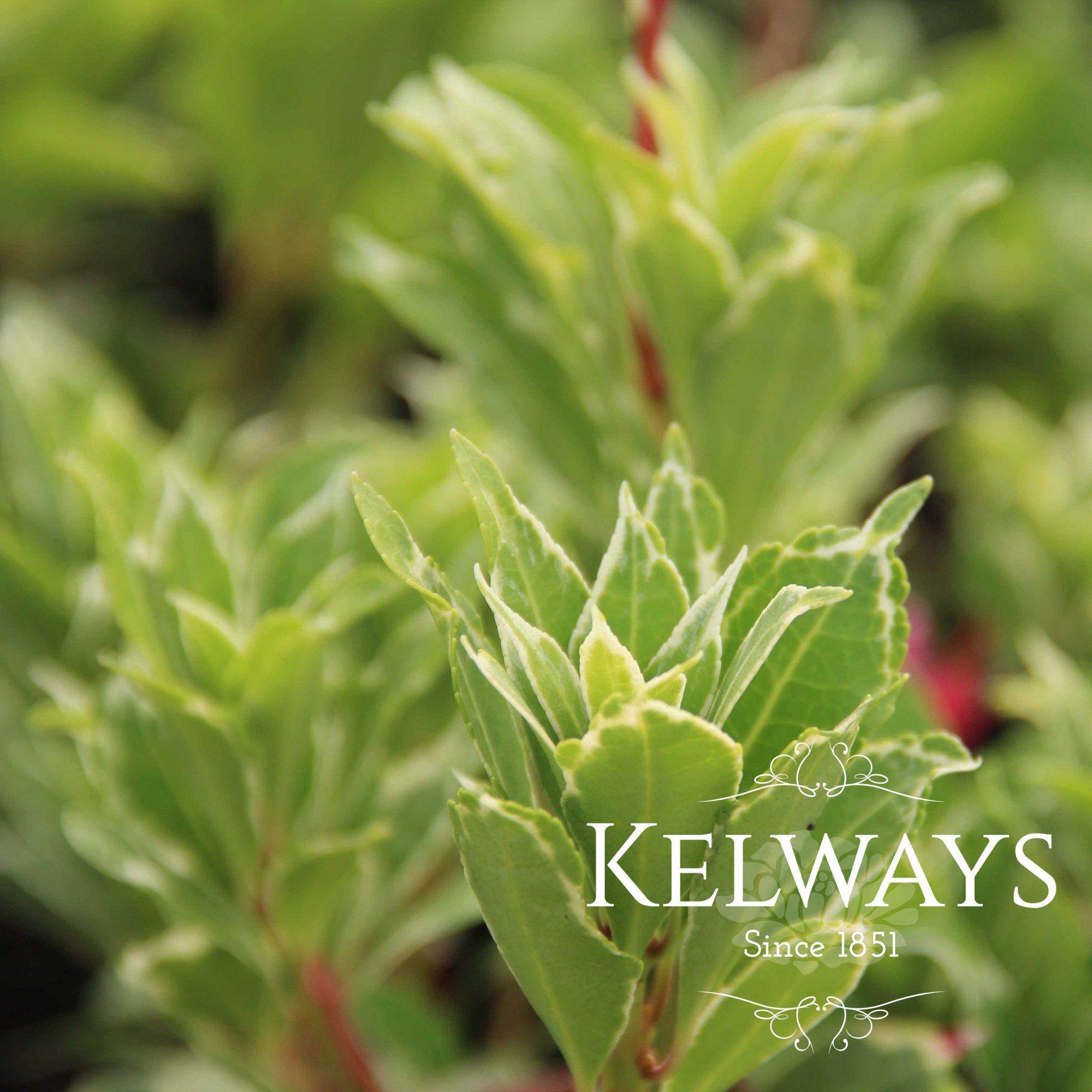 Pieris japonica 'Carnaval' - Kelways Plants Ltd