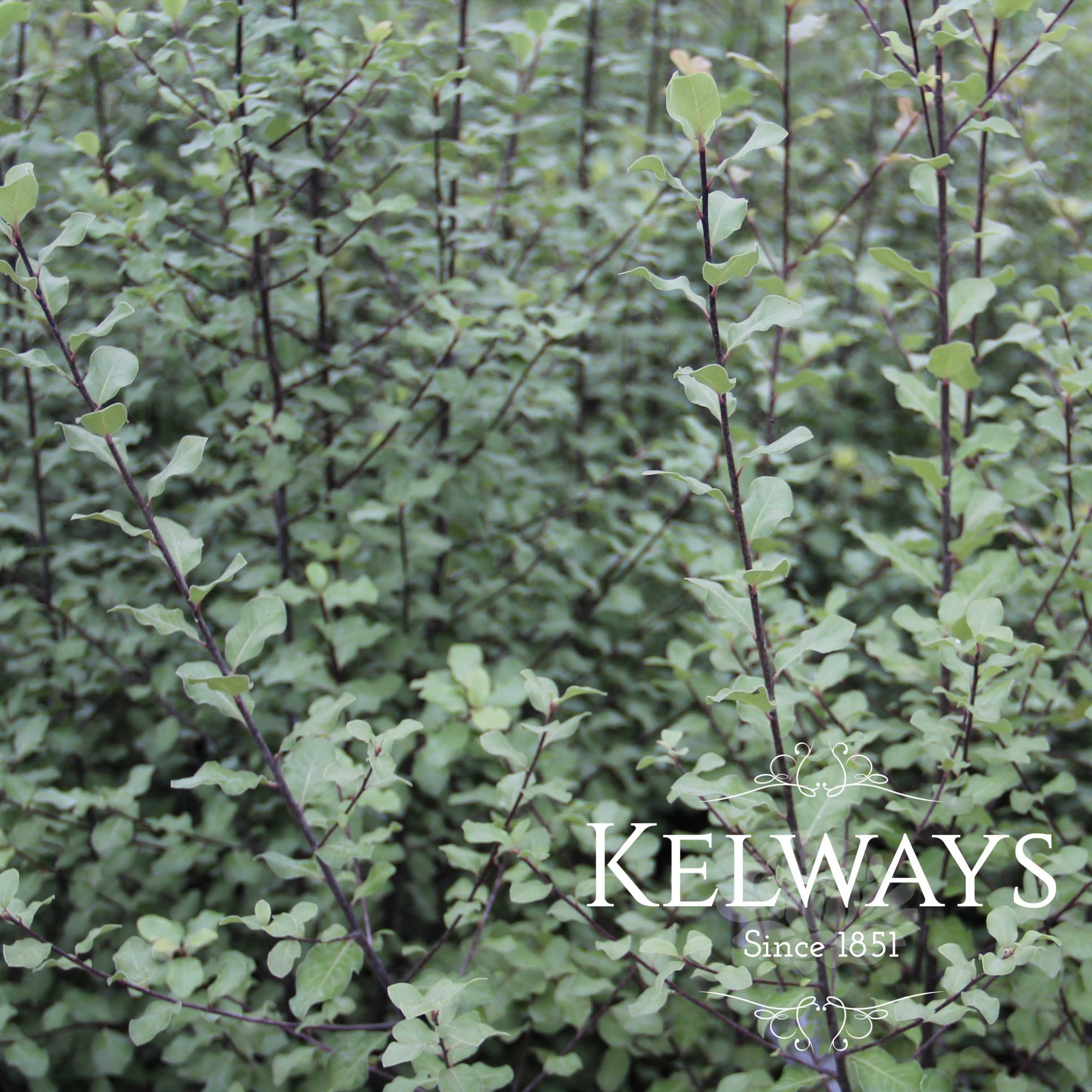 Pittosporum tenuifolium 'Wrinkled Blue' - Kelways Plants Ltd