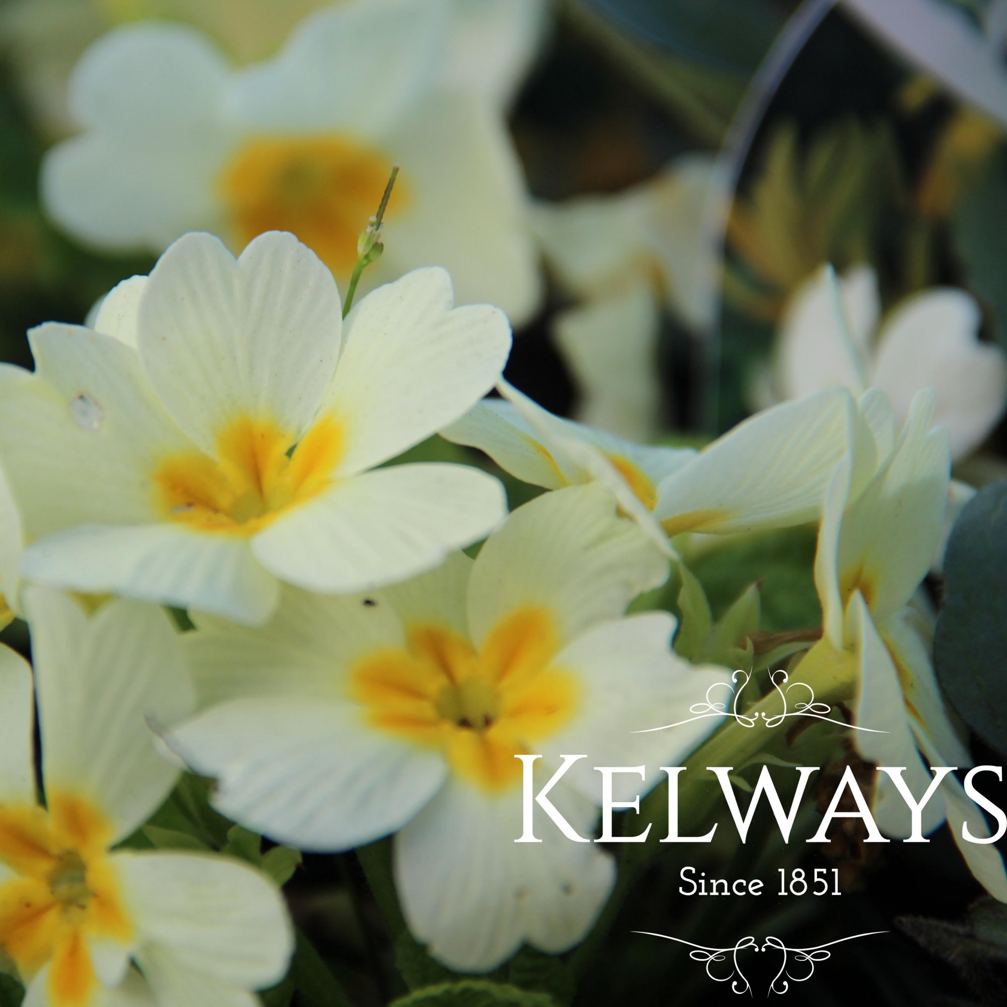 Primula 'Heritage Cream' - Kelways Plants Ltd