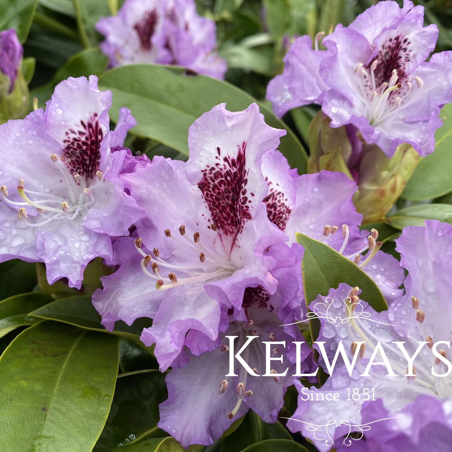 Rhododendron 'Blue Peter' - Kelways Plants Ltd