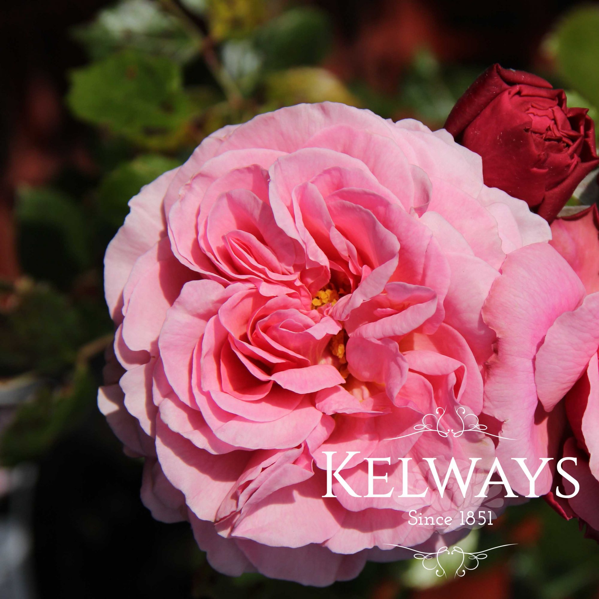 Rosa 'Aloha' - Kelways Plants Ltd