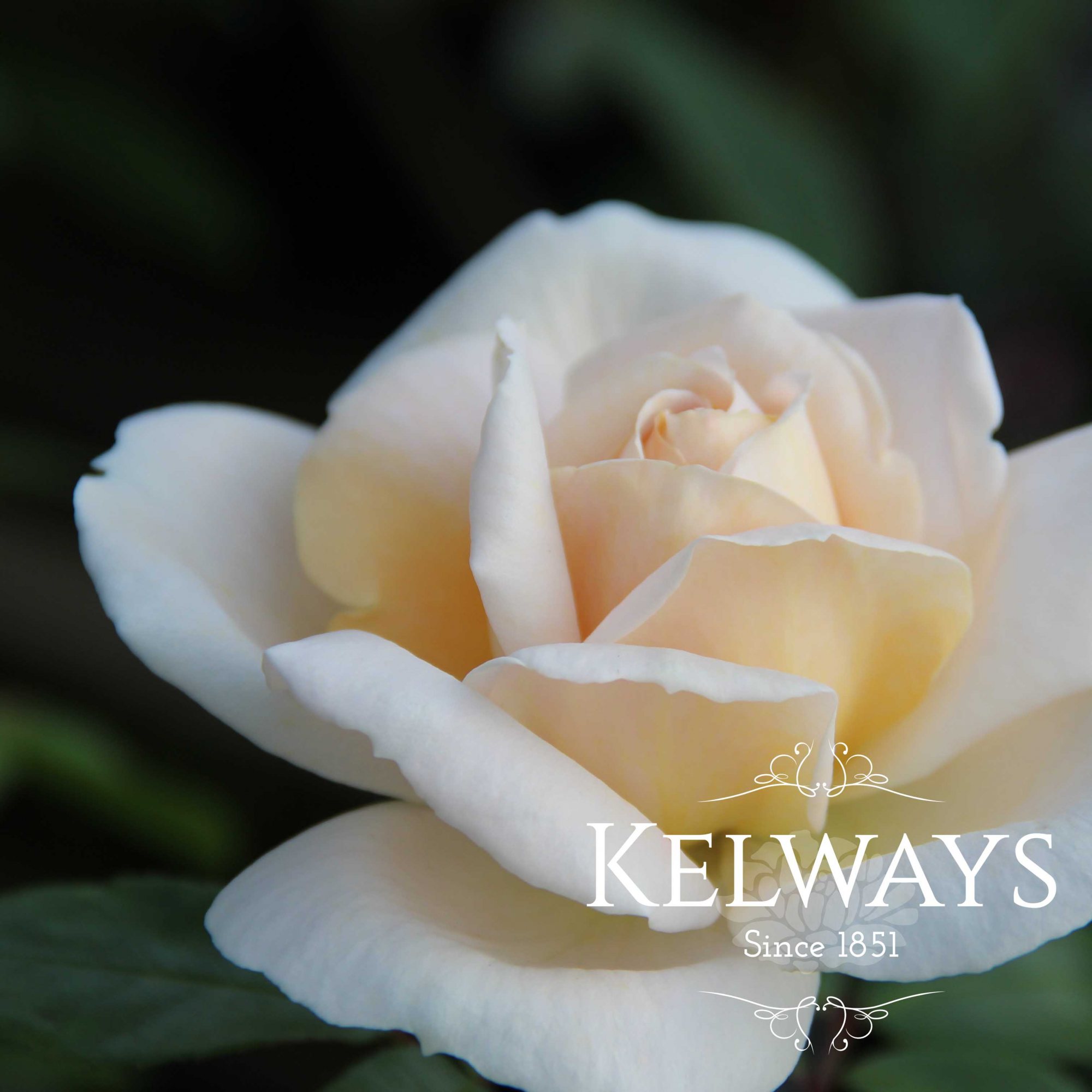 Rosa 'Champagne Moment' - Kelways Plants Ltd