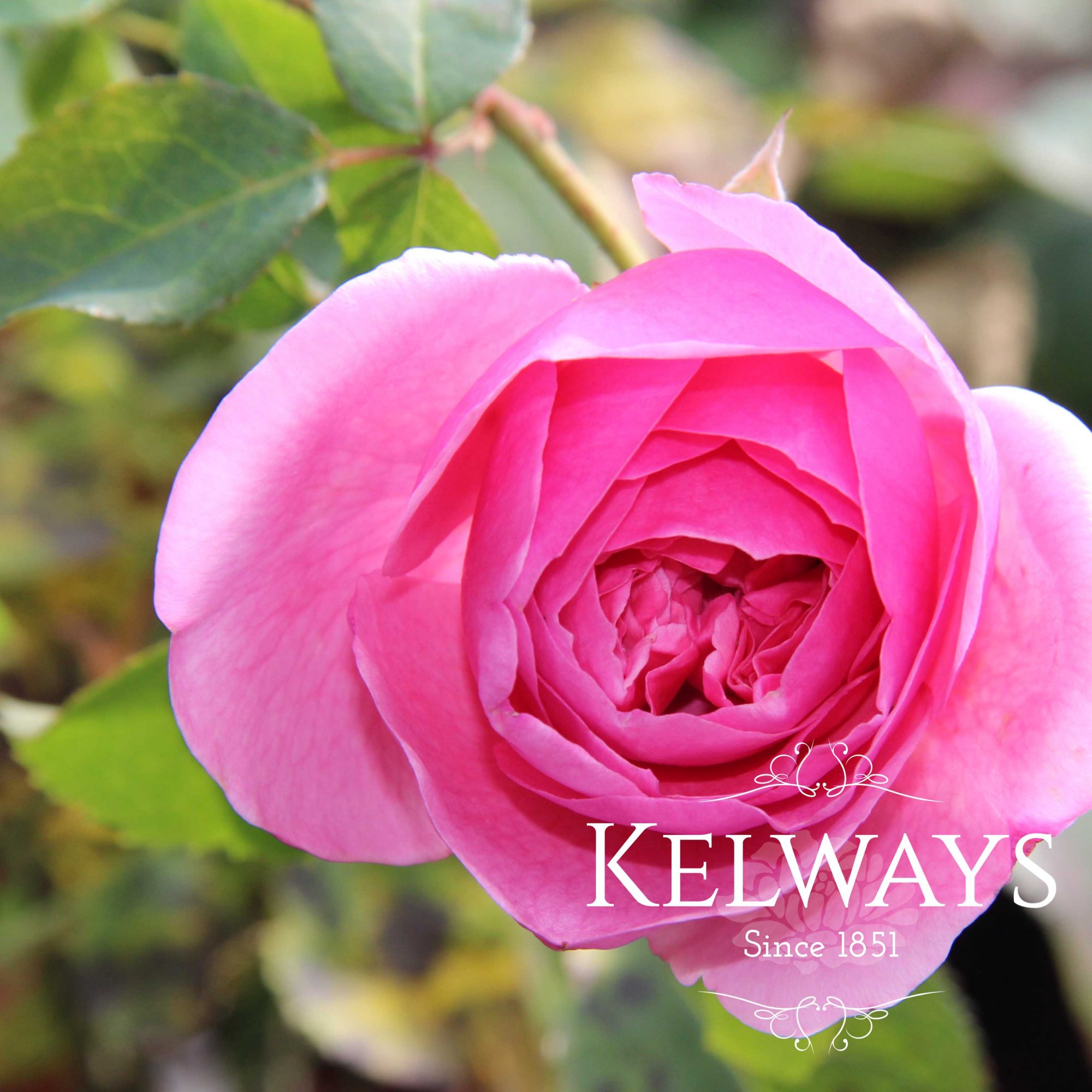 Jessica Rose Vine Profile For Jessica Rose Sews