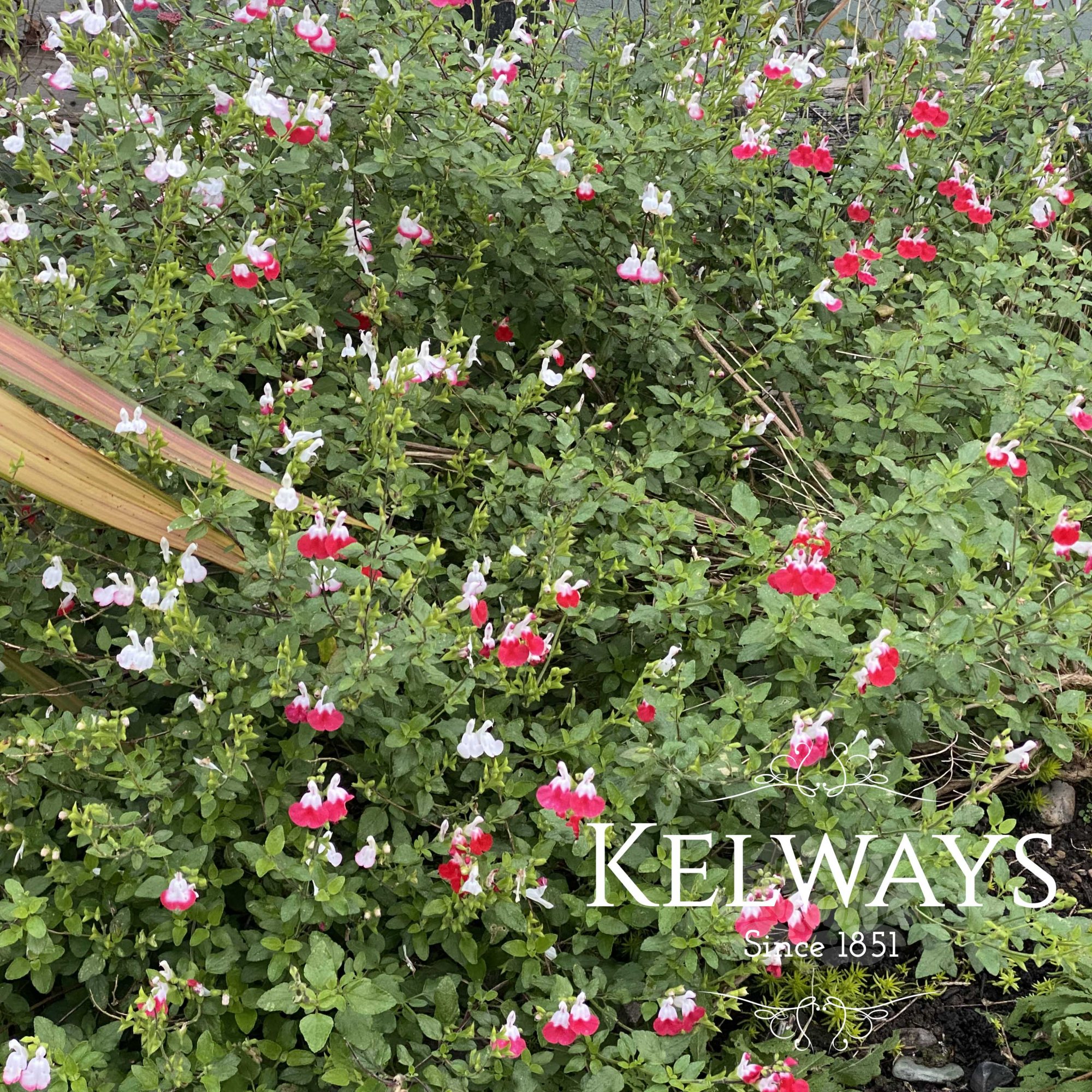 Salvia 'Hot Lips' - Kelways Plants Ltd