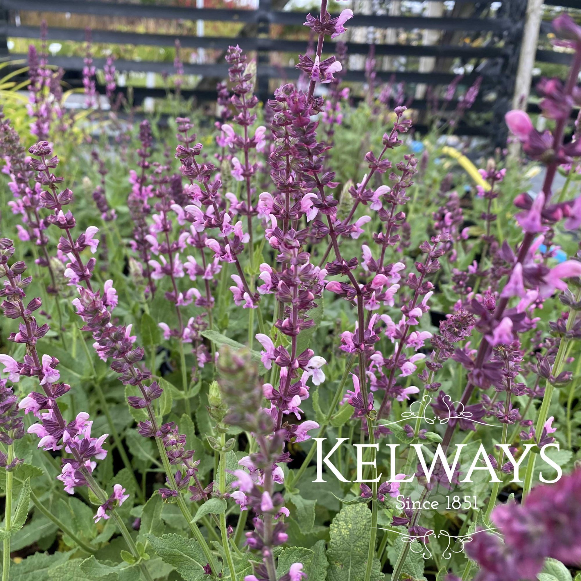 Salvia nemorosa 'Rose Queen' (2 litre pot) - Kelways Plants Ltd