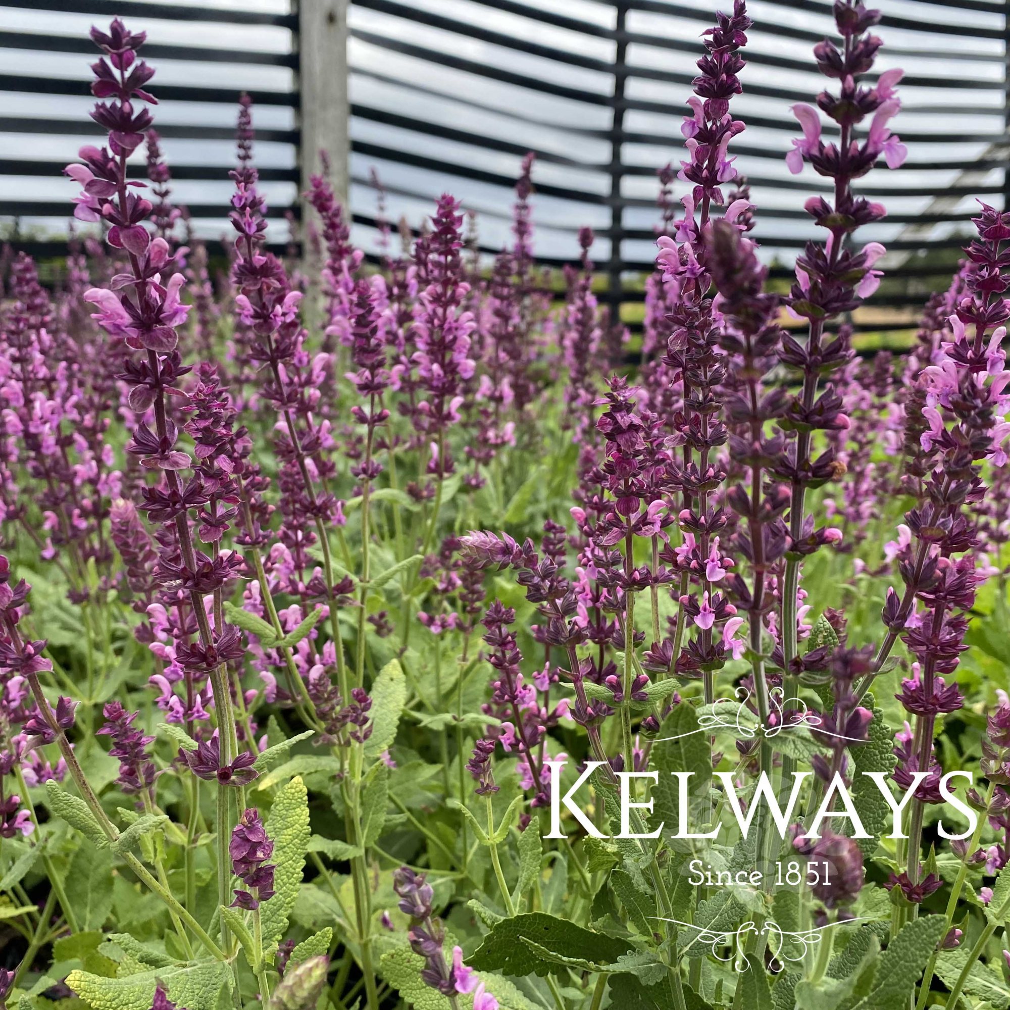 Salvia nemorosa 'Rose Queen' - Kelways Plants Ltd