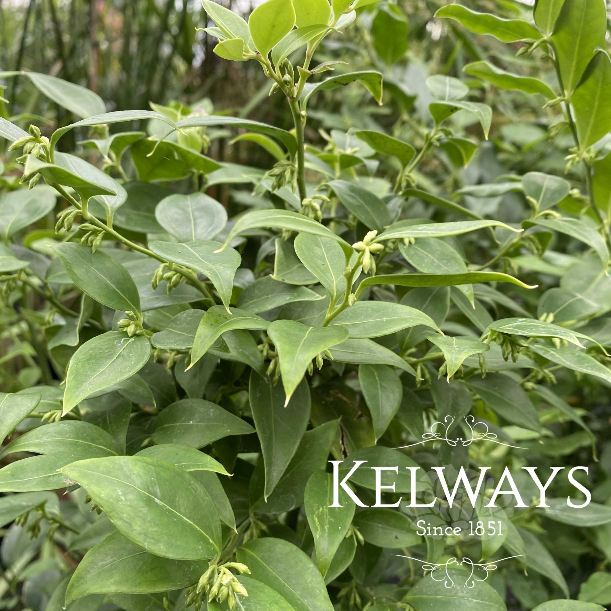 Sarcococca ruscifolia - Kelways Plants Ltd