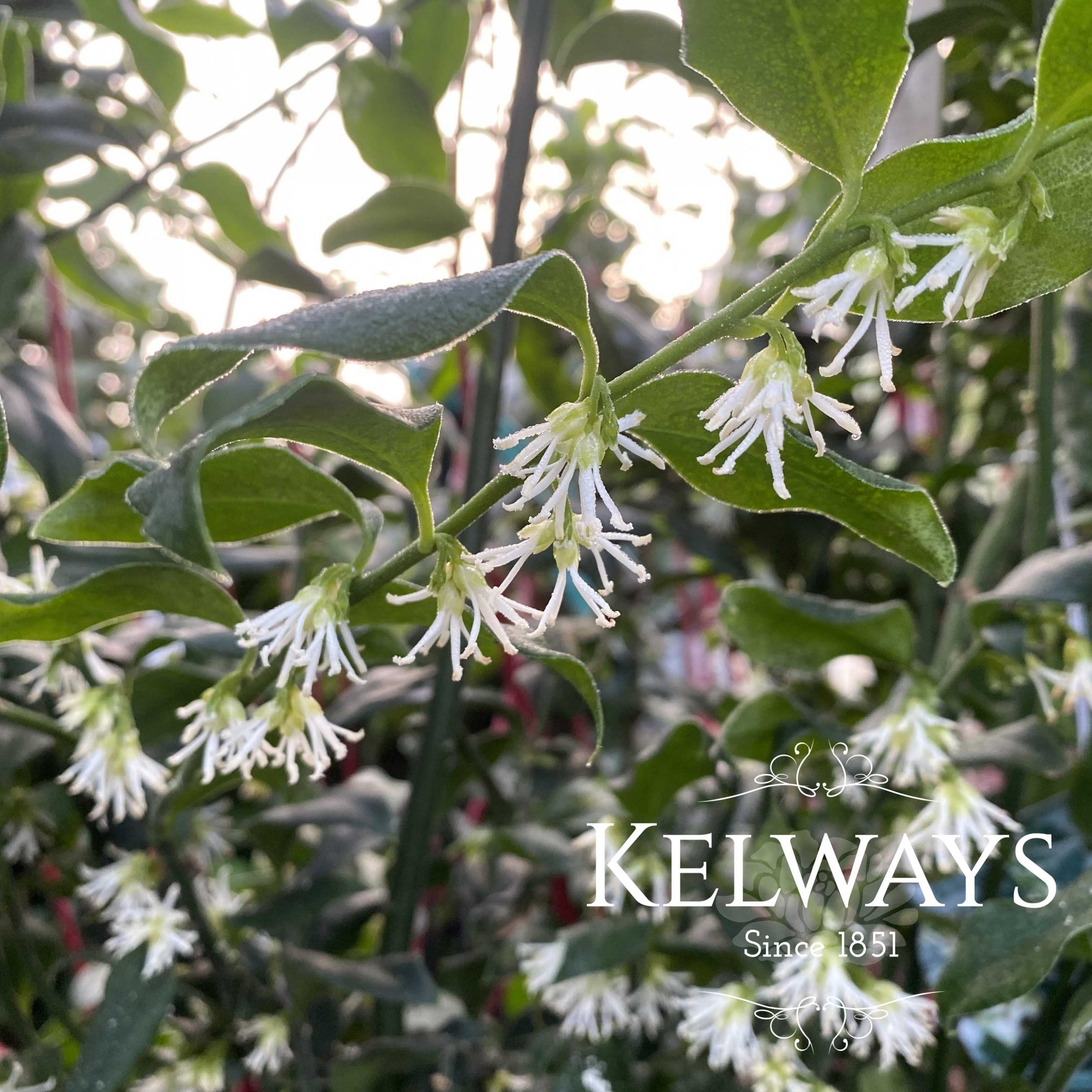 Sarcococca ruscifolia - Kelways Plants Ltd