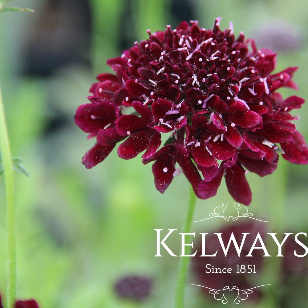 Scabiosa atropurpurea 'Black Knight' - Kelways Plants Ltd